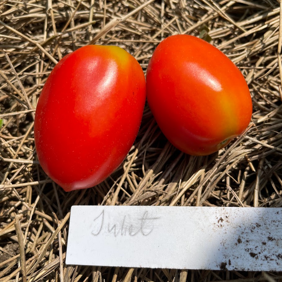 Tomato: Juliet – Daisy Hill Farm