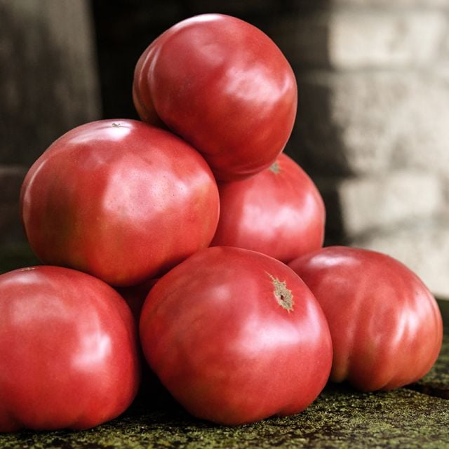 Tomato: Mortgage Lifter - NEW! – Daisy Hill Farm