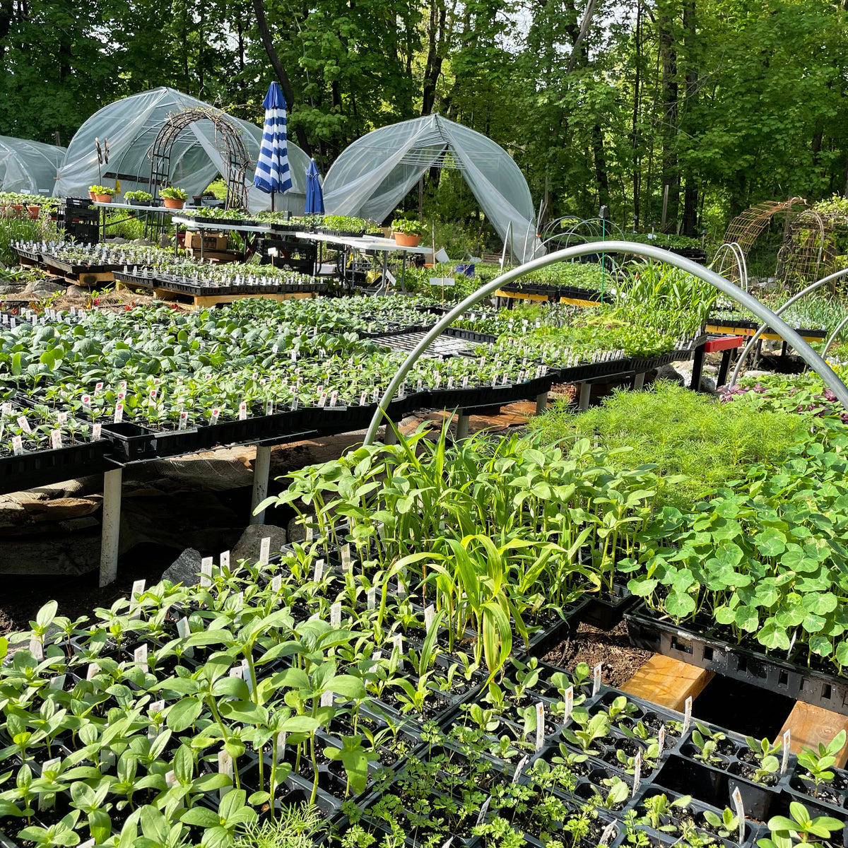 All – Daisy Hill Farm