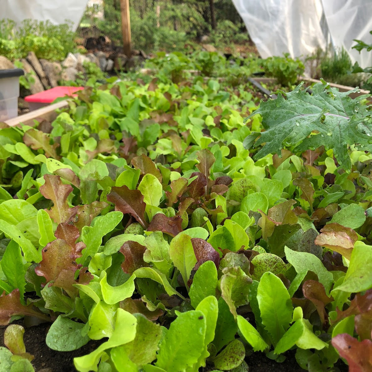 Early Spring Seedlings – Daisy Hill Farm