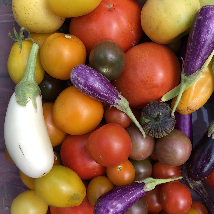 Seedling Variety Packs – Daisy Hill Farm