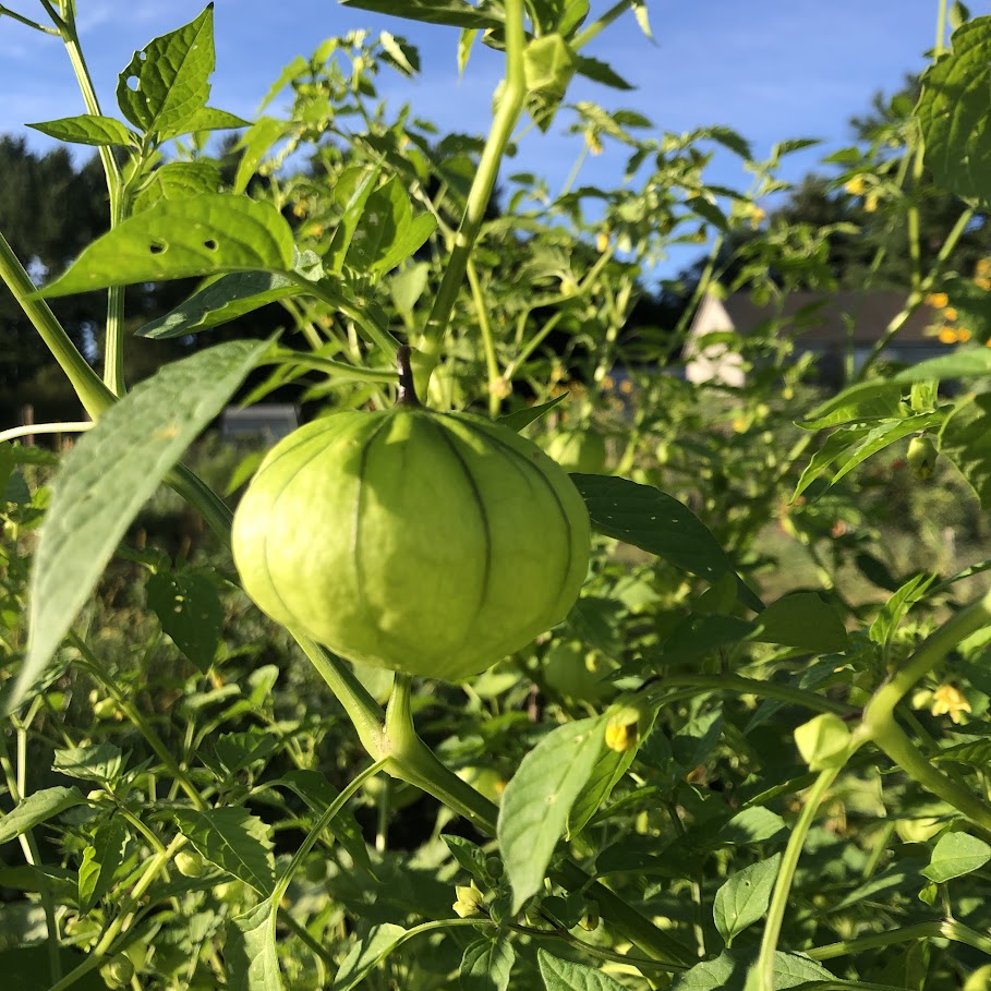 Tomatillo: Toma Verde – Daisy Hill Farm