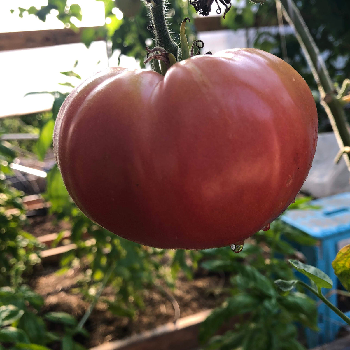 Tomato: Pink Brandywine – Daisy Hill Farm