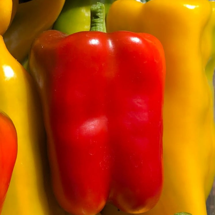 Sweet Pepper: Ace Bell Red Pepper - NEW! – Daisy Hill Farm