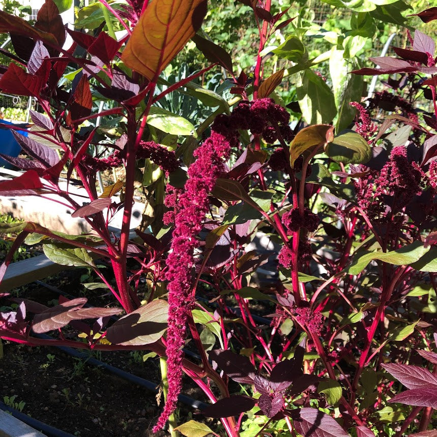 Amaranth: Hopi Red Dye – Daisy Hill Farm