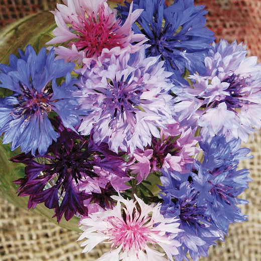 Bachelor Button: Polka Dot Mix – Daisy Hill Farm