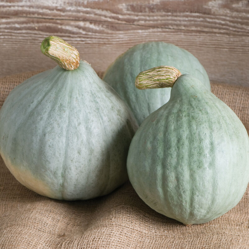 Squash: Blue Hubbard: Blue Ballet – Daisy Hill Farm