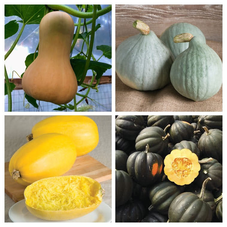 Winter Squash Variety 4-pack – Daisy Hill Farm