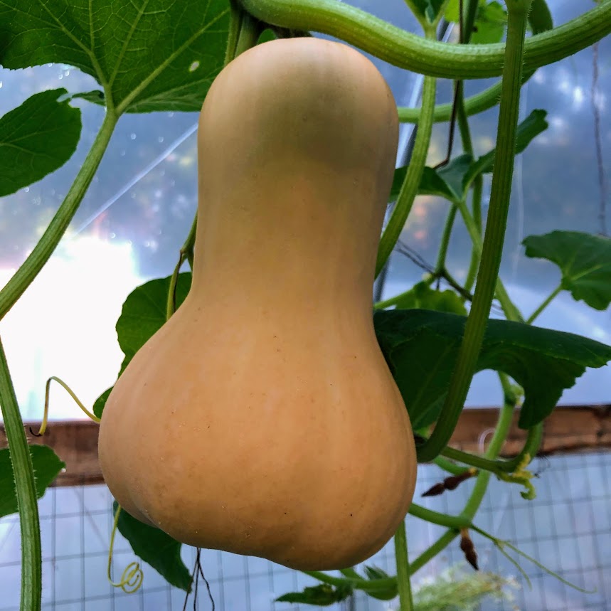 Squash: Waltham Butternut – Daisy Hill Farm