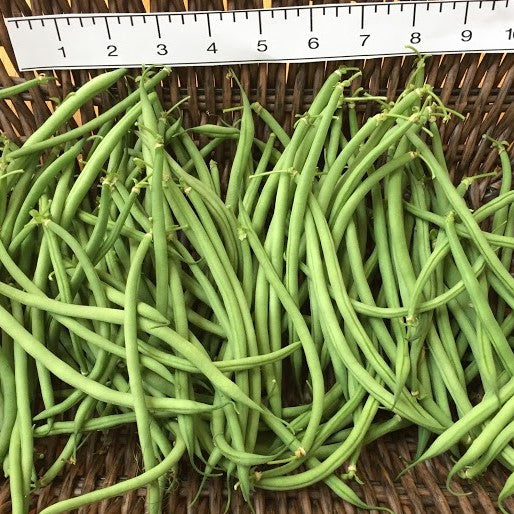 Bean: Maxibel Haricot Vert – Daisy Hill Farm