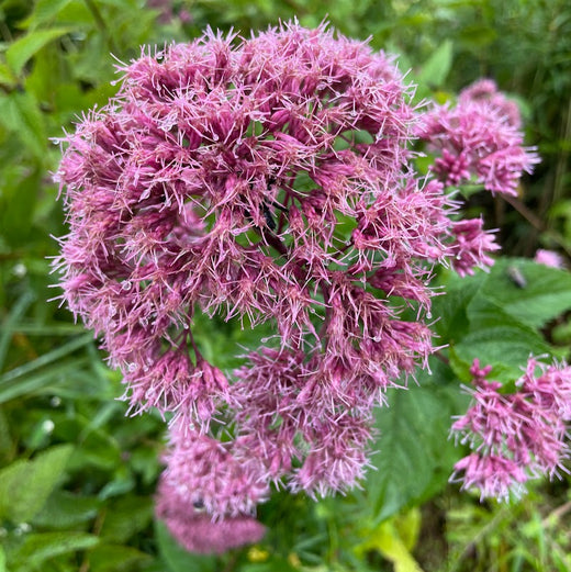 Joe-Pye weed: Coastal (Eutrochium dubium) – Daisy Hill Farm