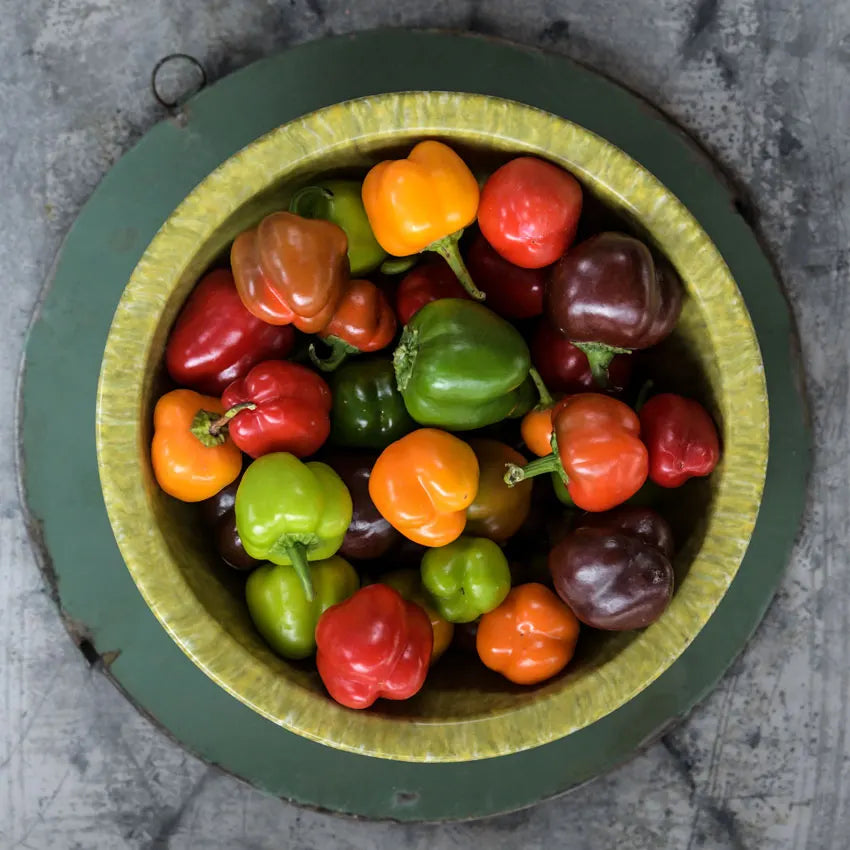 Sweet Pepper: Mini Bell Mix - NEW! – Daisy Hill Farm