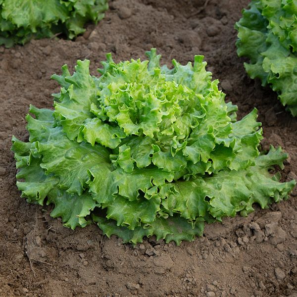 Lettuce: Muir - NEW! – Daisy Hill Farm