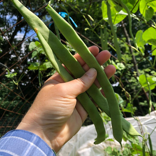 Bean: Pole: Northeaster Romano – Daisy Hill Farm