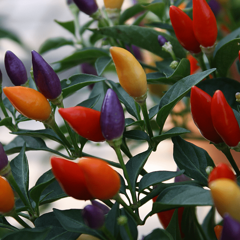 Hot Pepper: Chinese Five-Color – Daisy Hill Farm