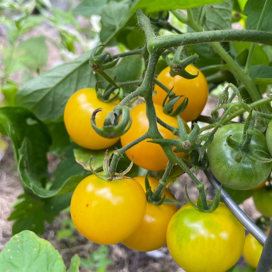 Tomato: Patio Choice Yellow Hybrid Dwarf Cherry – Daisy Hill Farm
