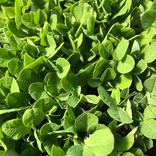 Organic Pea Shoot Seeds – Daisy Hill Farm