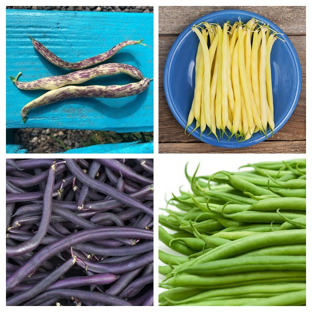 Bush Bean Variety 4-pack – Daisy Hill Farm