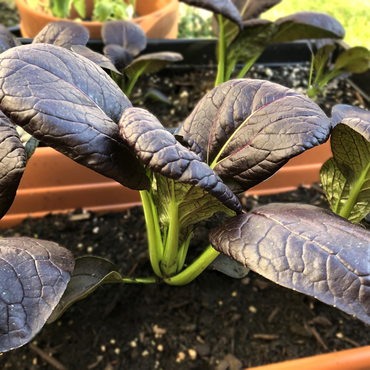 Pac Choy: Purple Lady - NEW! – Daisy Hill Farm