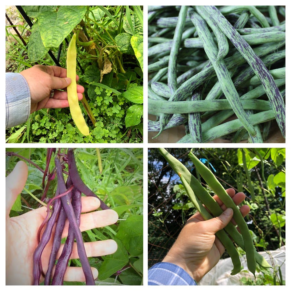 Pole Bean Variety 4-pack – Daisy Hill Farm