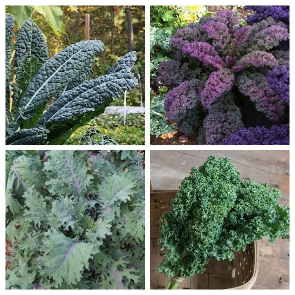 Kale Varieties Different Cultivars/varieties Of Kale. Curly