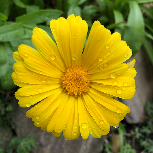 Calendula: Resina – Daisy Hill Farm