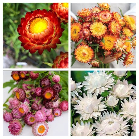 Strawflower Variety 4-pack – Daisy Hill Farm