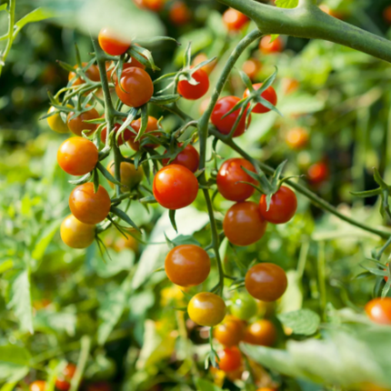 Tomato: Sweet Pea Currant – Daisy Hill Farm