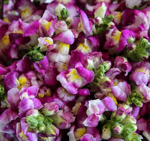 Snapdragon: Cherry Twist – Daisy Hill Farm