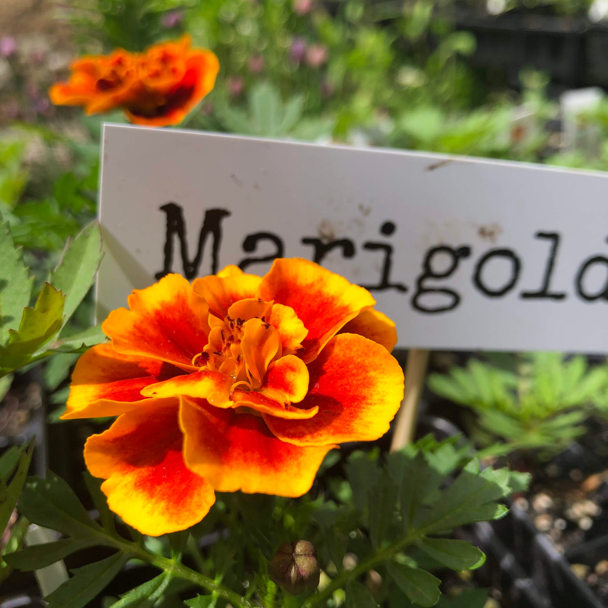 Marigold: Queen Sophia – Daisy Hill Farm