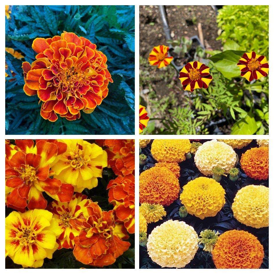 Marigold Variety 4-pack – Daisy Hill Farm