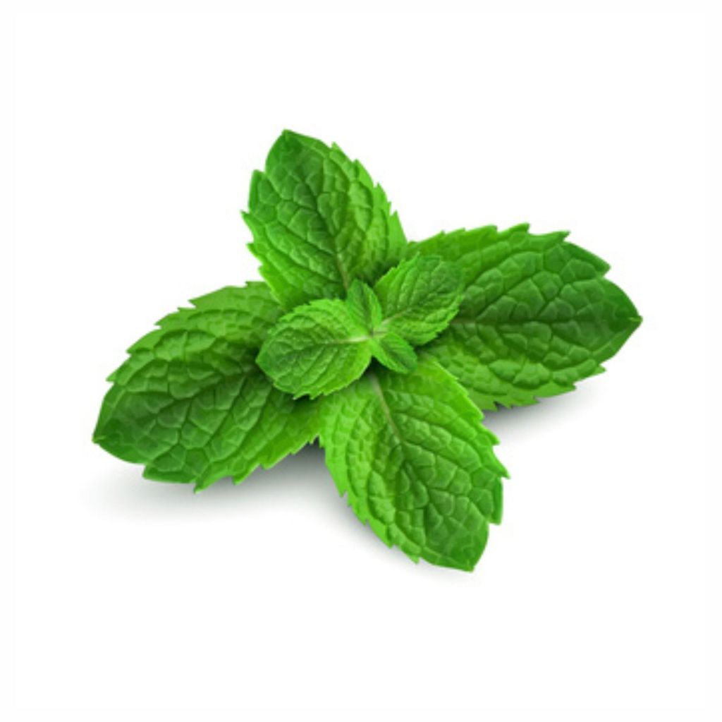 Mint: Peppermint – Daisy Hill Farm