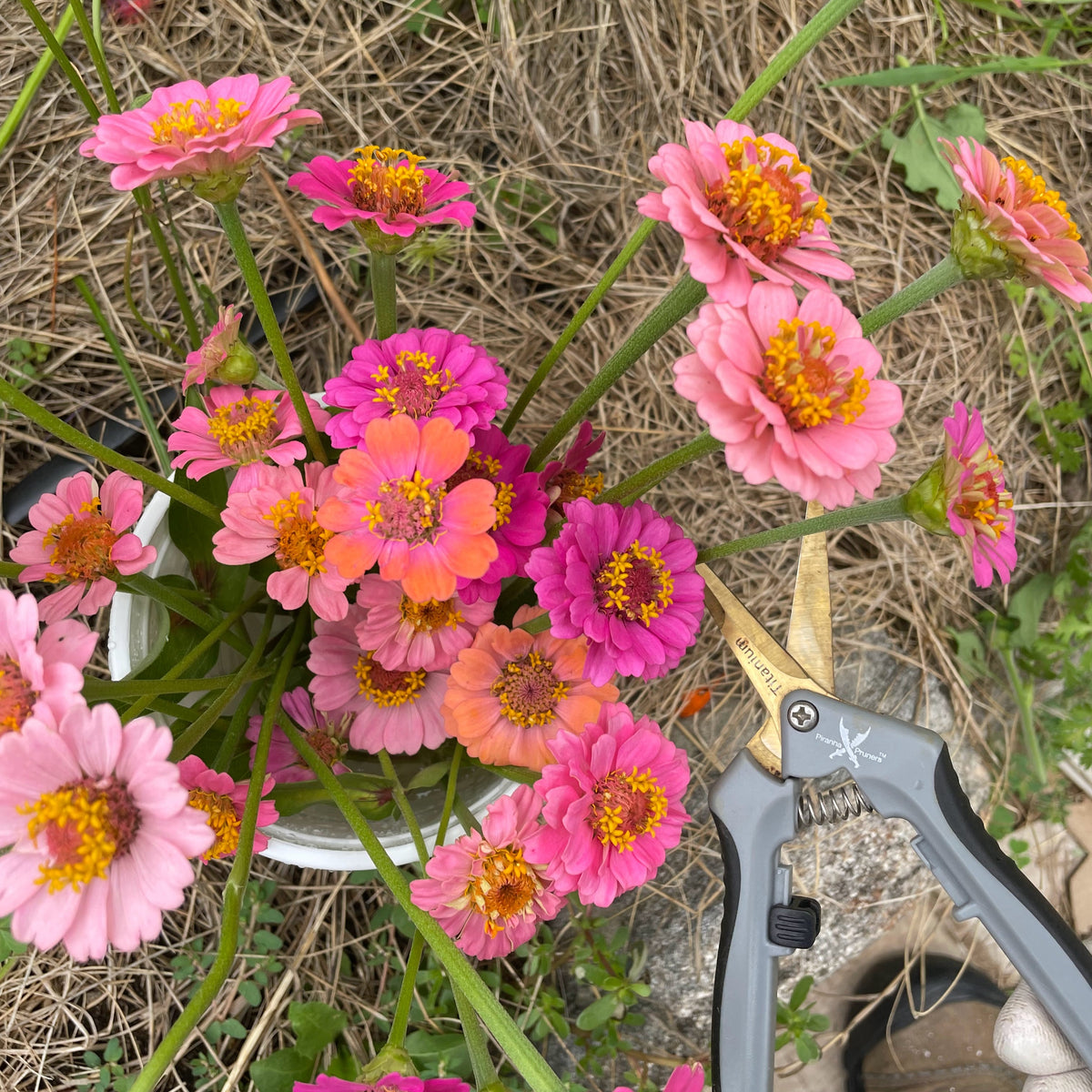 Zinnia: Dwarf Thumbelina – Daisy Hill Farm