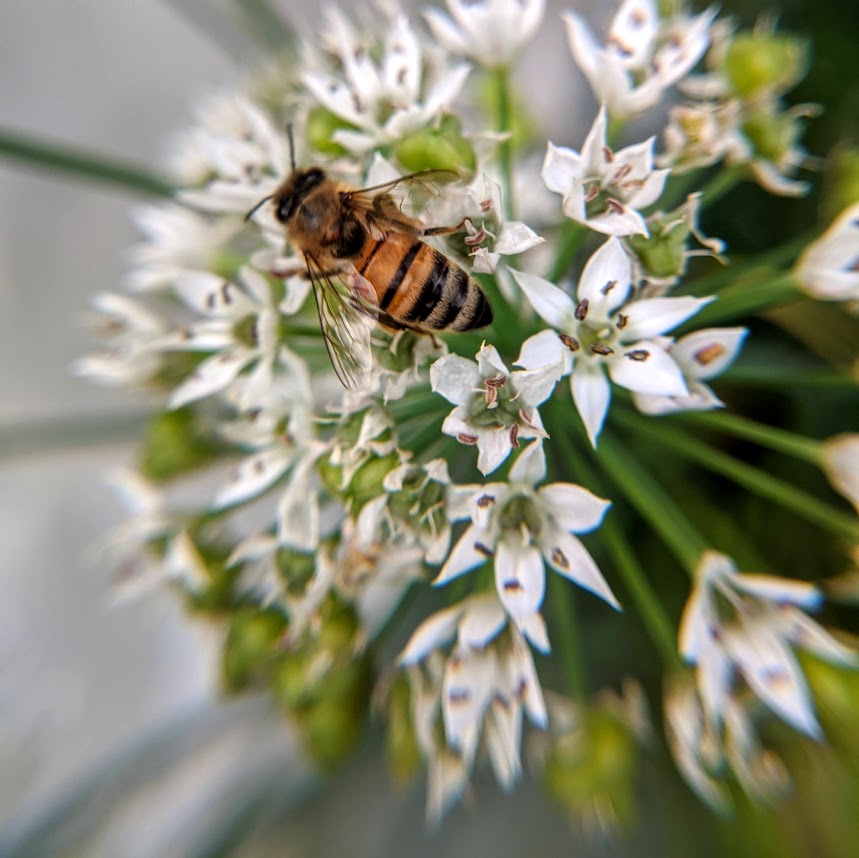 Chives: Garlic – Daisy Hill Farm