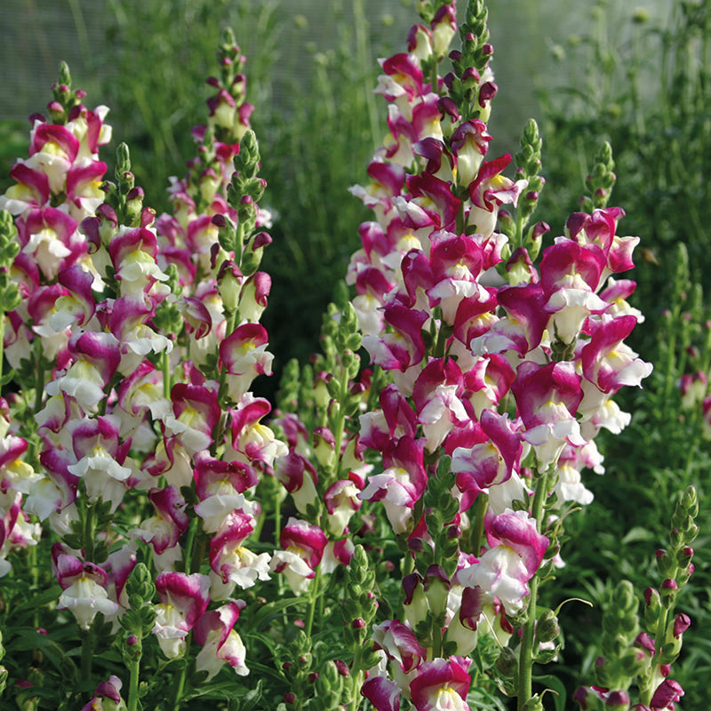 Snapdragon: Cherry Twist – Daisy Hill Farm