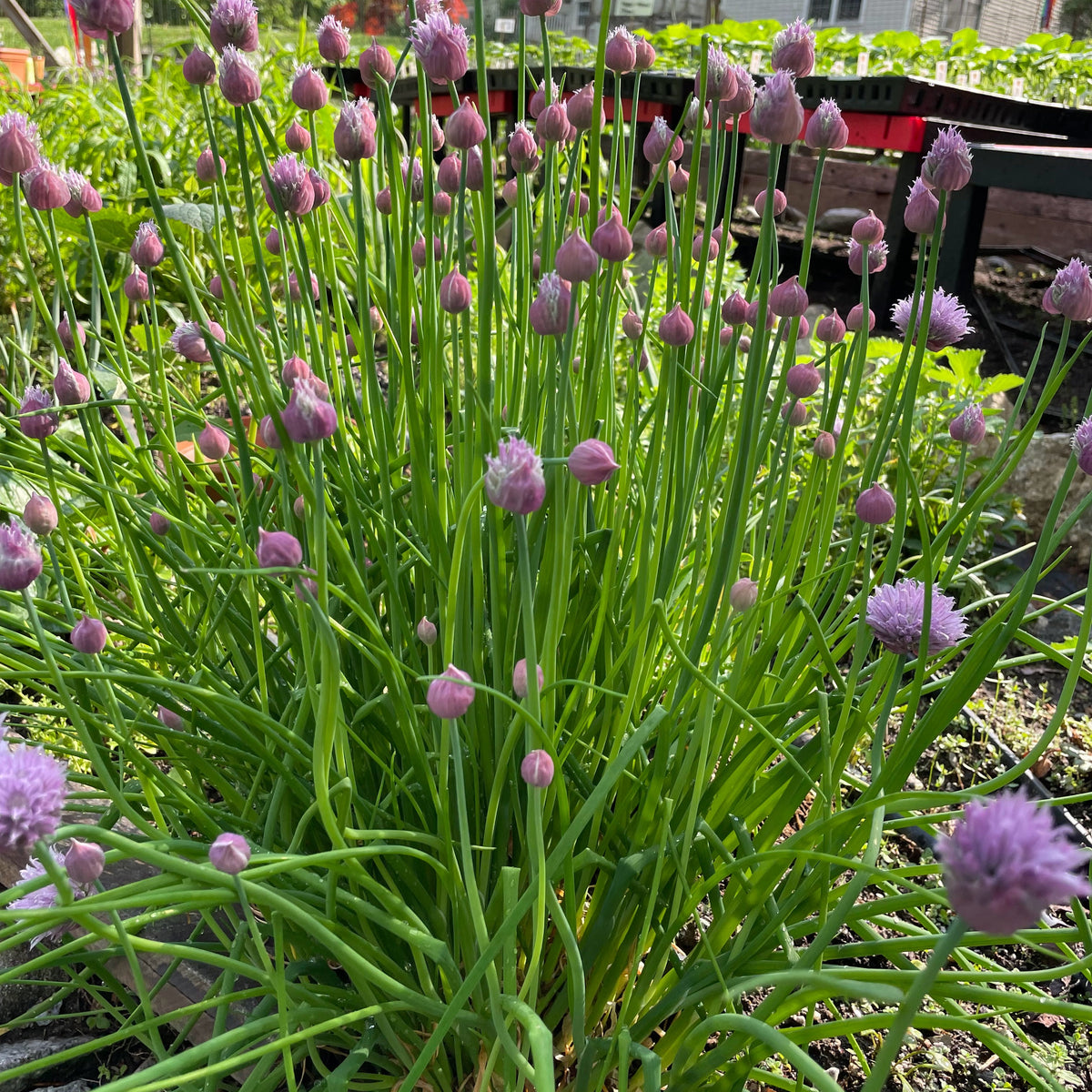 Chives – Daisy Hill Farm