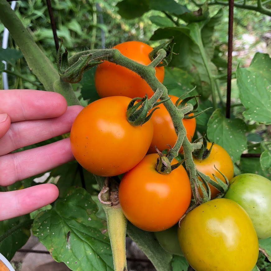 Tomato: Clementine – Daisy Hill Farm