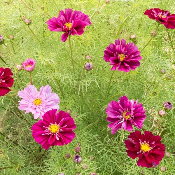 Cosmos: Double Click Mix – Daisy Hill Farm