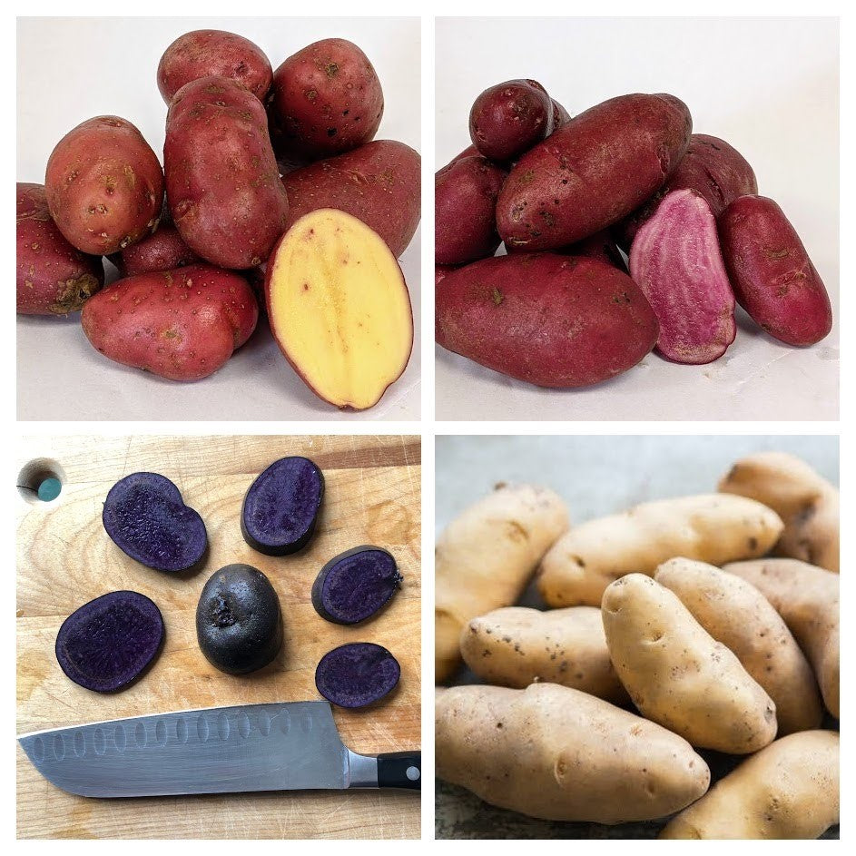 Potato: Fingerling Assortment - 2 lb – Daisy Hill Farm