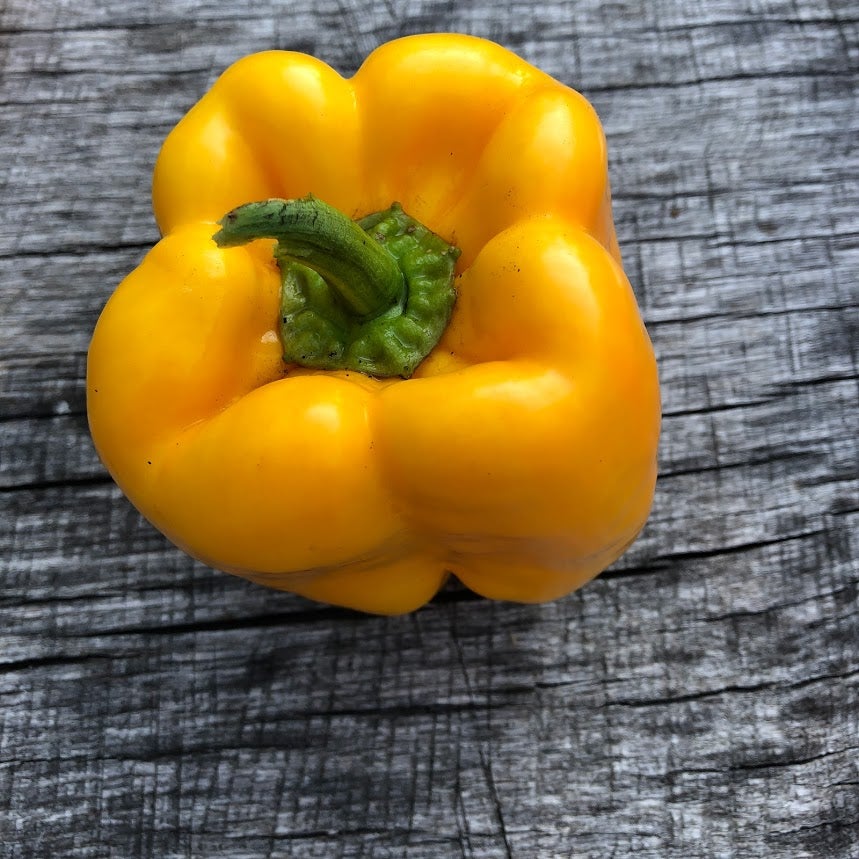 Sweet Pepper: Flavorburst – Daisy Hill Farm