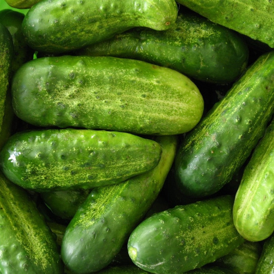 Cucumber: National Pickling – Daisy Hill Farm