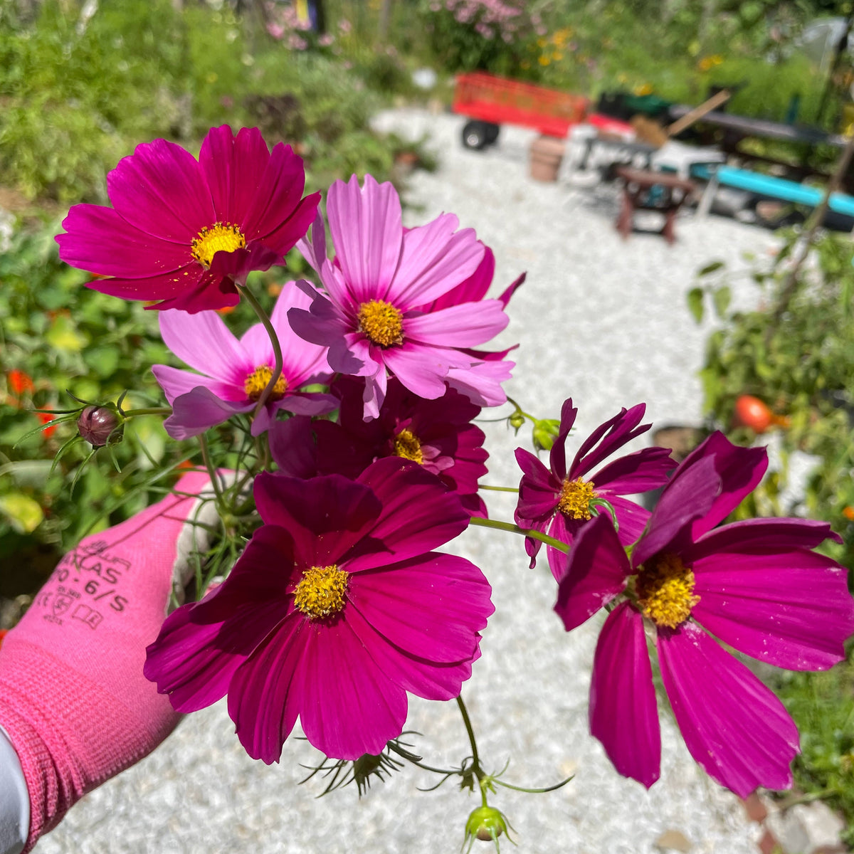 Cosmos: Sensation Blend – Daisy Hill Farm